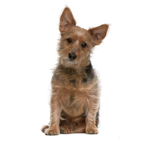 Terrier australien : information sur la race | Purina