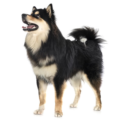 Chien finnois de laponie : information sur la race | Purina FR
