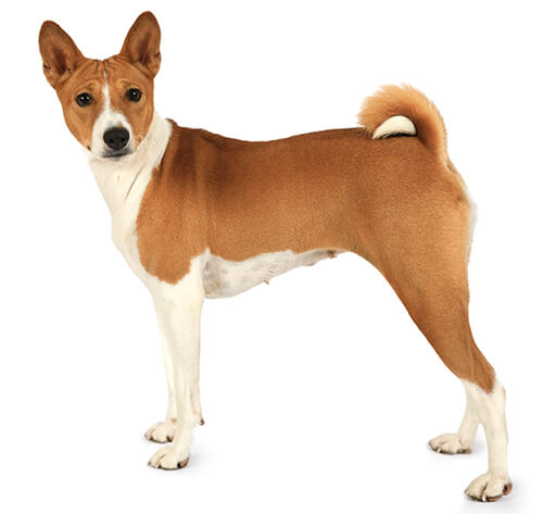 Basenji : information sur la race | Purina