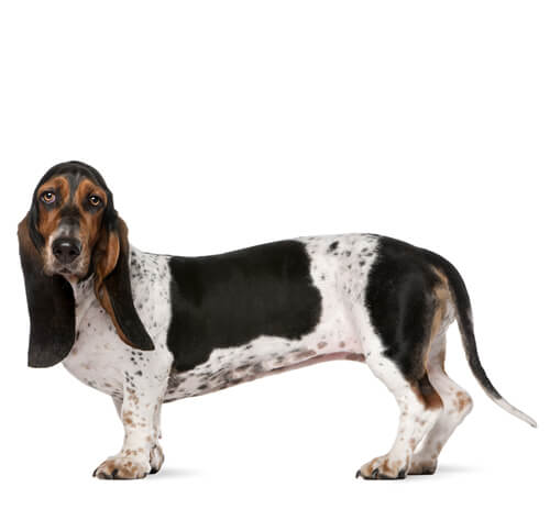 Basset hound : information sur la race | Purina