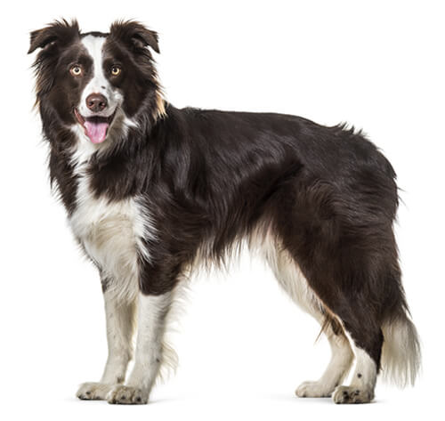 Border collie : information sur la race | Purina