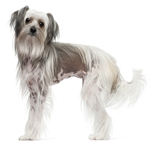Chien chinois à crête : information sur la race | Purina FR