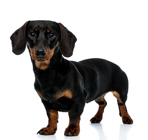 Teckel nain à poil ras : information sur la race | Purina
