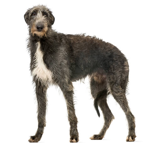 Lévrier écossais (Deerhound) : information sur la race | Purina