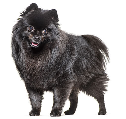 Spitz allemand moyen : information sur la race | Purina