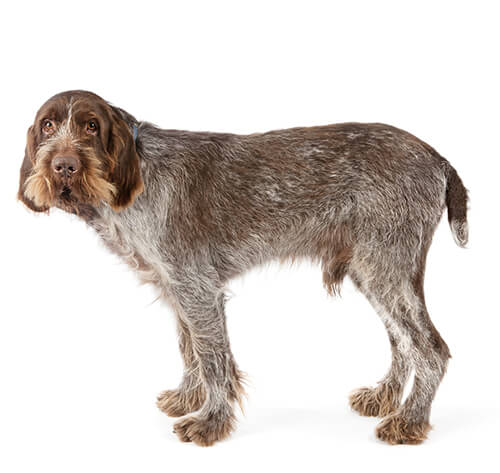 Spinone : information sur la race | Purina