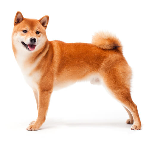 Shiba Inu : tout savoir sur cette race de chien | Purina FR