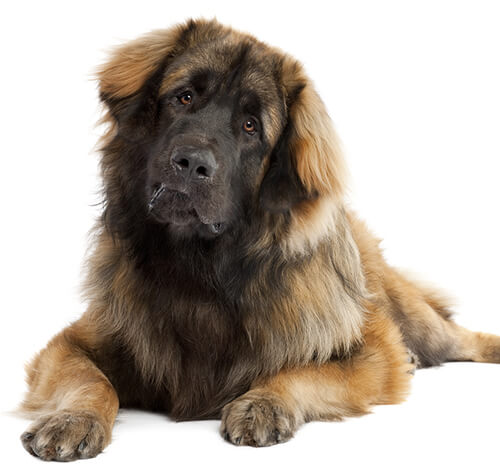 Le Leonberg, un chien géant, docile et affectueux | Purina
