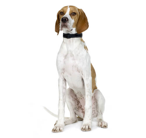 Chien Pointer : Information sur la race | Purina