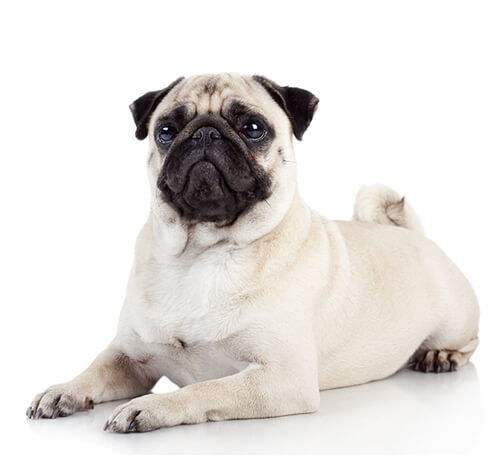 Carlin : tout savoir sur cette race de chien