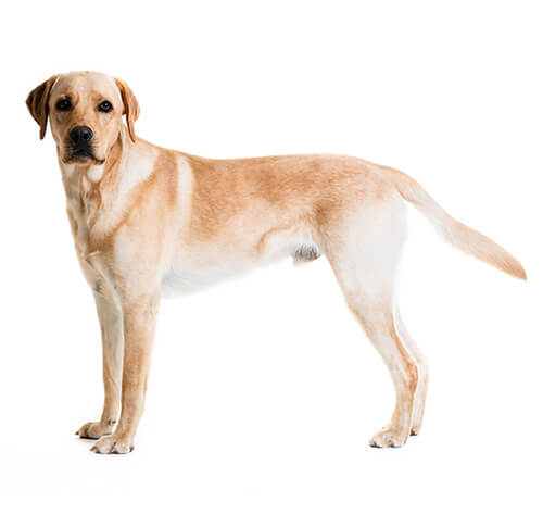 Labrador retriever : information sur la race | Purina