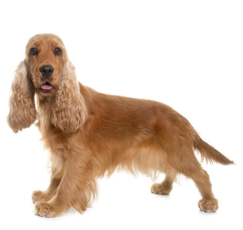 Cocker anglais : tout savoir sur cette race de chien