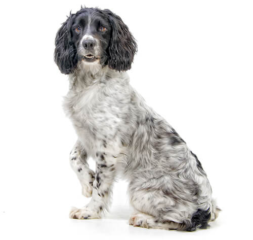 Springer spaniel anglais : information sur la race | Purina
