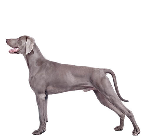 Braque de Weimar : Information sur la race | Purina