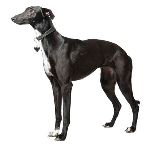Whippet : information sur la race | Purina
