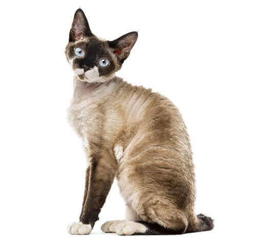 Chat Devon Rex : Apprenez-en plus sur cette race | Purina