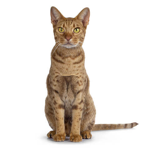 Chat Ocicat : Information sur la race | Purina FR
