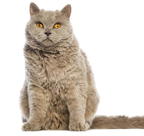 Selkirk Rex, adorable "chat mouton" au poil frisé | Purina