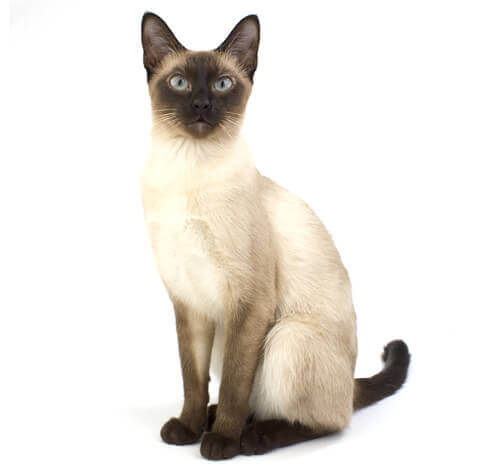 Informations sur la race du chat Siamois | Purina FR