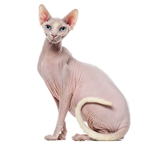 Chat Sphynx : Information sur la race | Purina
