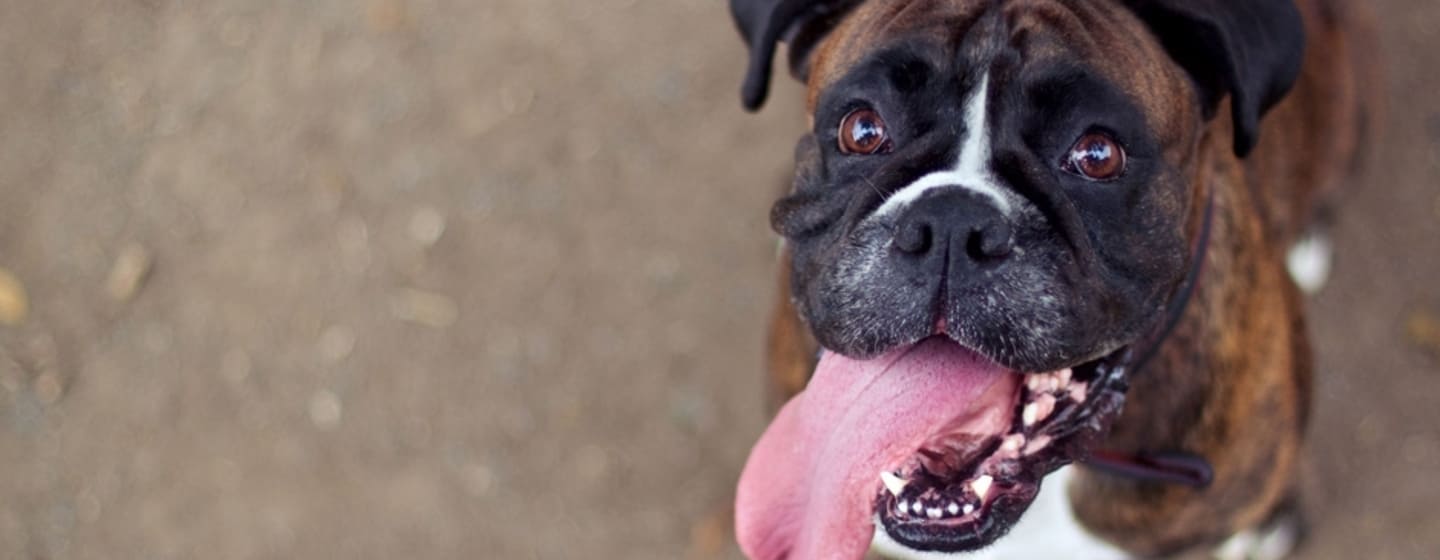 La gale chez le chien | Purina