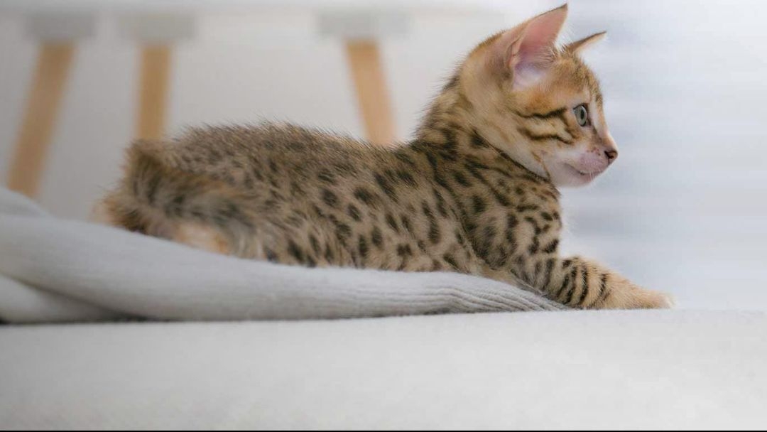 L'implantation d'une puce électronique à son chat | Purina FR