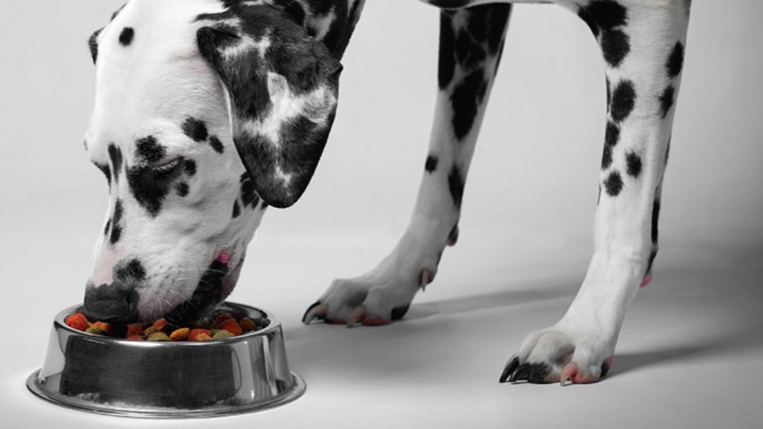L’alimentation du chien : bien choisir sa nourriture | Purina