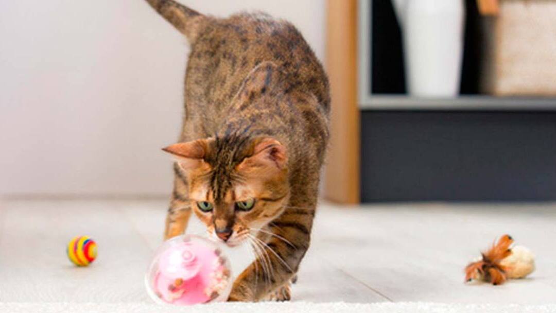 Cécité : comment s'occuper d'un chat aveugle ? | Purina