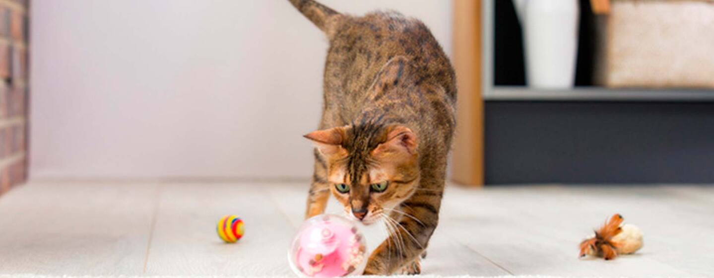 Cécité : comment s'occuper d'un chat aveugle ? | Purina