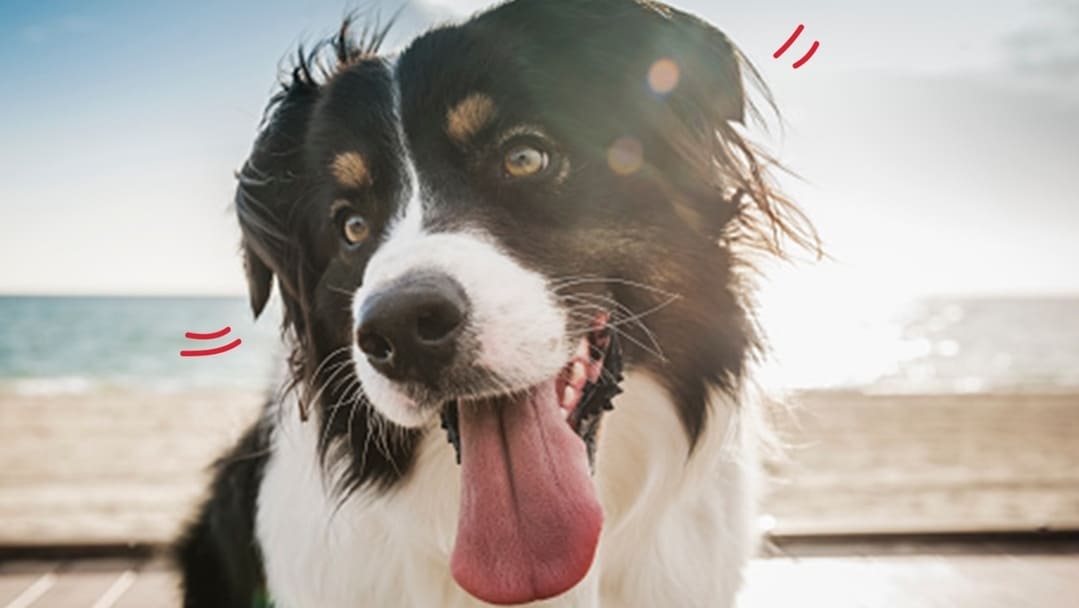 Purina FIDO® - Découvrez la gamme de Croquettes pour chien