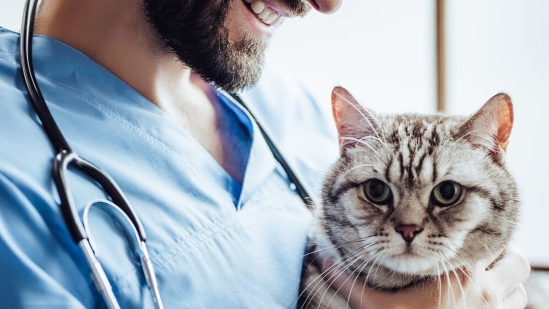 Diabète du chat : symptômes et conseils | Purina