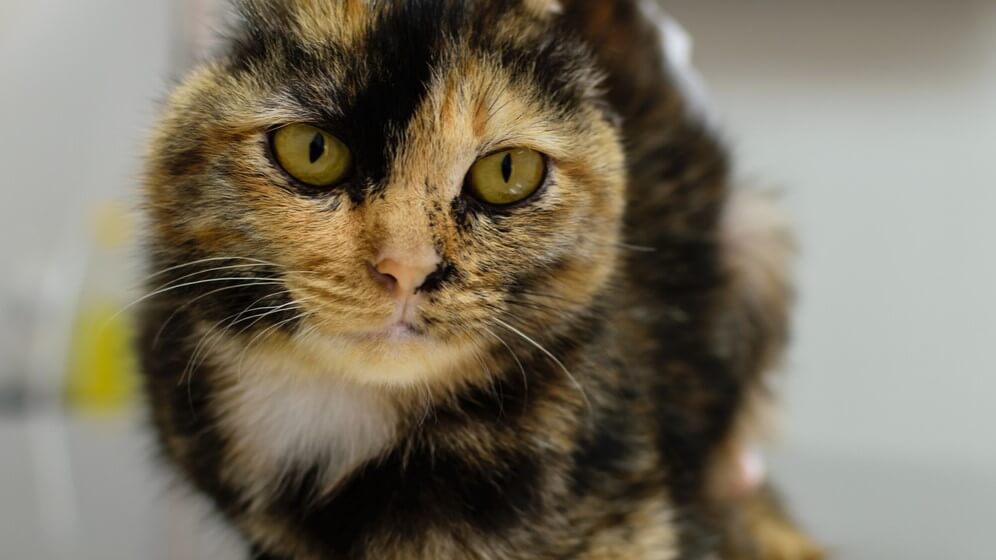 Les différents cancers de la peau chez le chat | Pro Plan