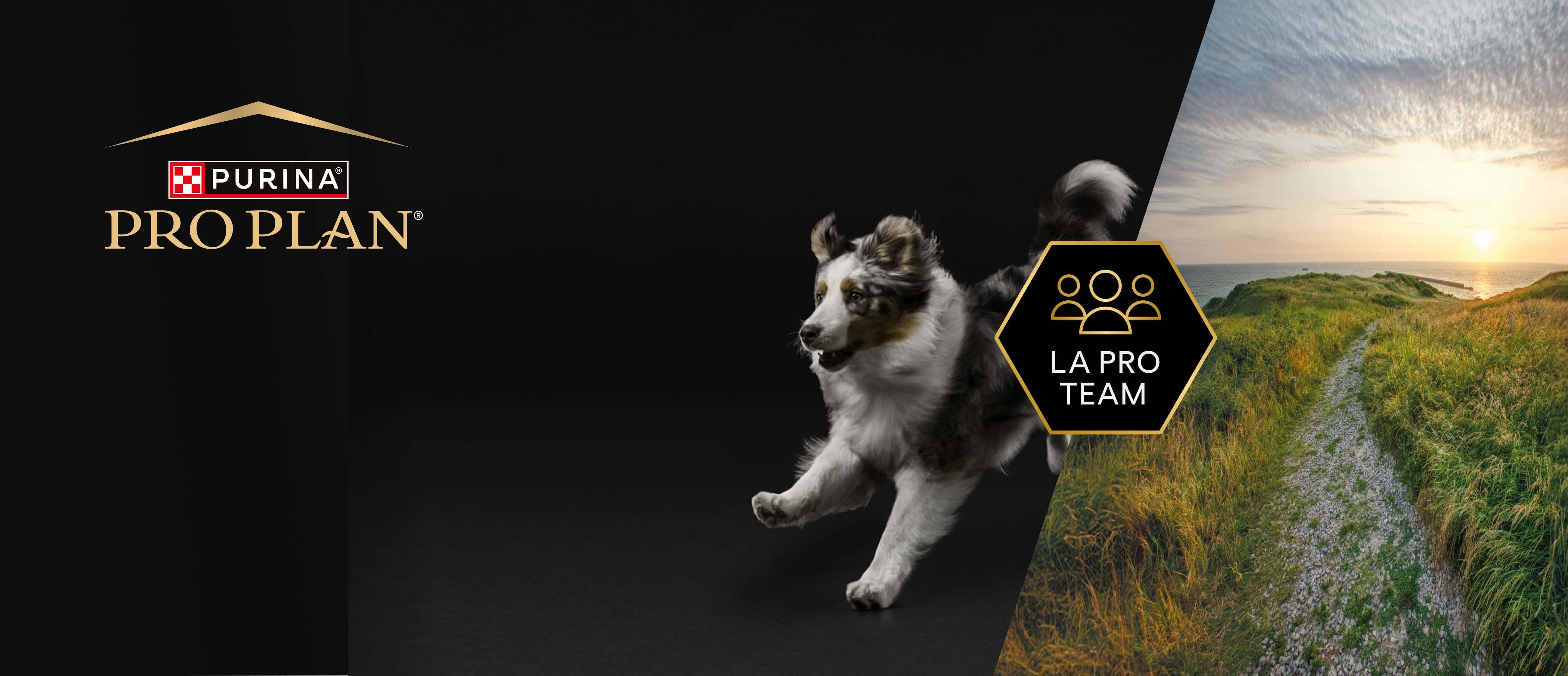 Pro Plan Mobility + Supplément pour chien améliorant la mobilité. | Purina FR