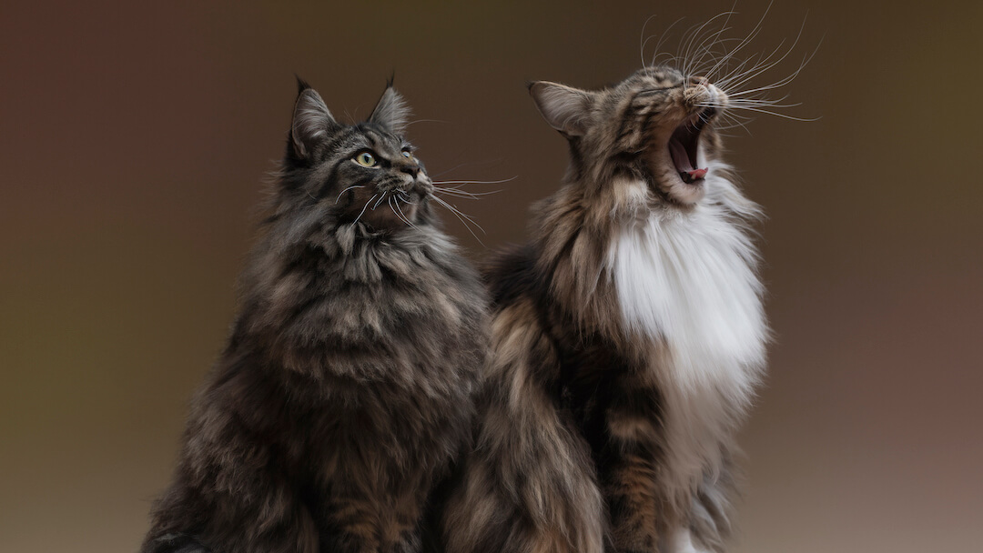 15 races de chats à poils longs | Purina