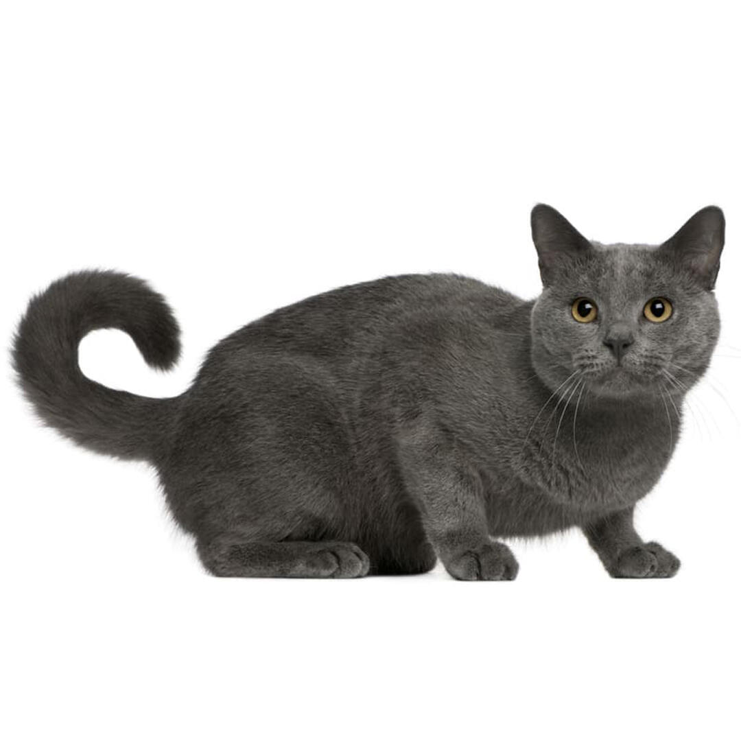 Chartreux : tout savoir sur cette race féline