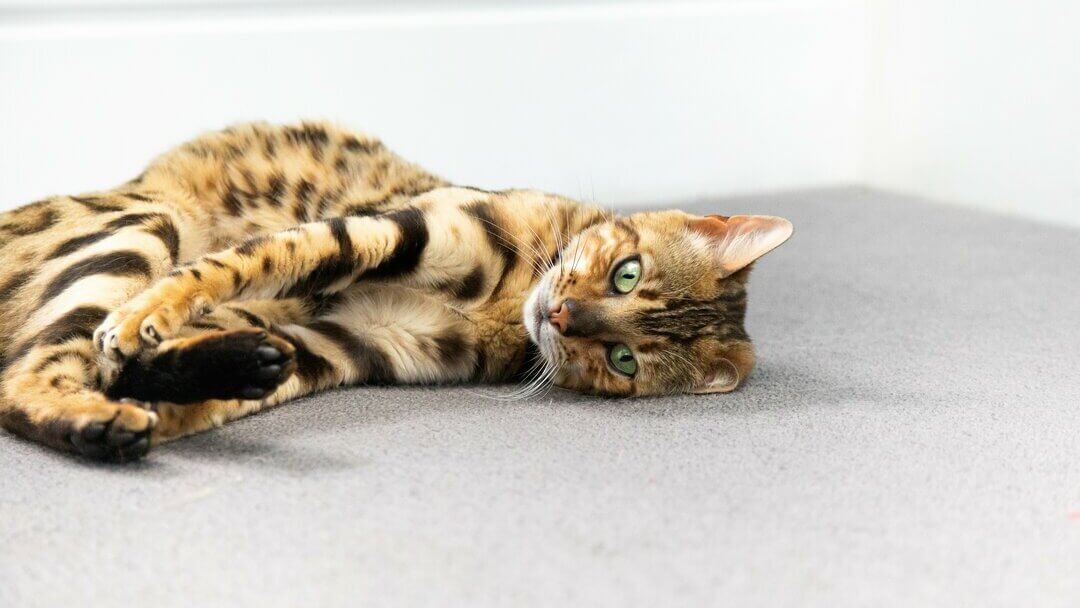 Maladie des griffes du chat : Symptômes et Traitement | Purina FR