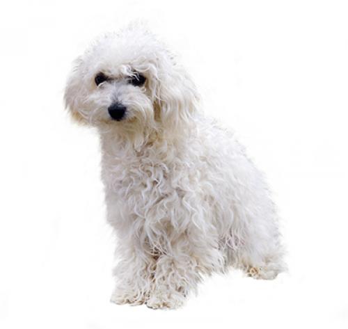 Bichon bolonais : information sur la race | Purina