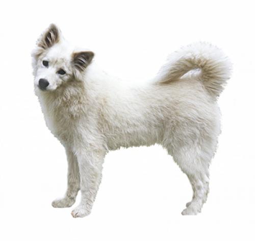 Chien esquimau canadien : information sur la race | Purina