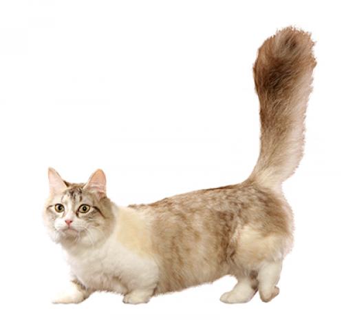 Le chat Munchkin : une race féline distincte | Purina