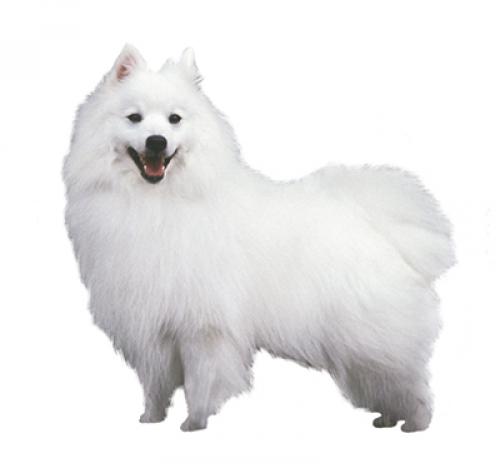 Spitz japonais : information sur la race | Purina