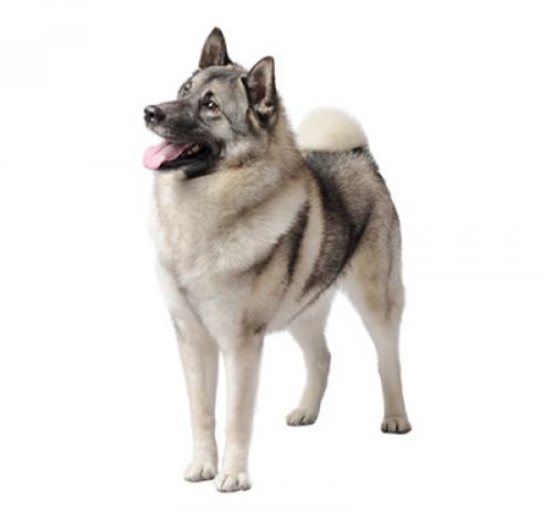 Chien d'élan norvégien (Elkhound) : information sur la race | Purina