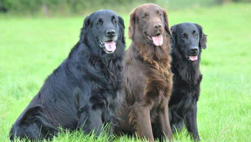 Flat coated retriever : information sur la race | Purina