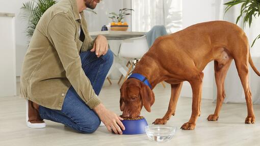 Purina Dog Chow -Alimentation pour chien aux ingrédients naturels | Purina FR