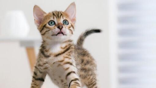 L'implantation d'une puce électronique à son chat | Purina FR