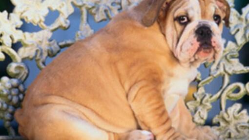Chien obèse ou en surpoids : que faire ? | Purina