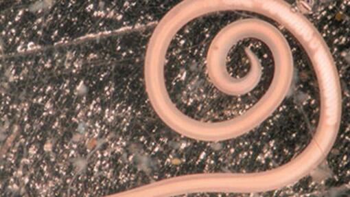 Les vers chez le chien : repérer et vermifuger | Purina