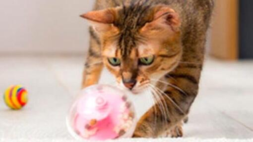 Cécité : comment s'occuper d'un chat aveugle ? | Purina