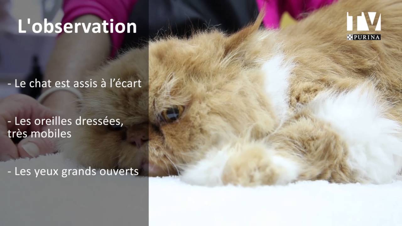 Décrypter le langage de son chat | Purina